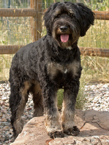 RESOURCES – PAWS FOR TALES