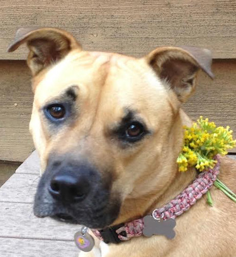 MEMBERS – PAWS FOR TALES